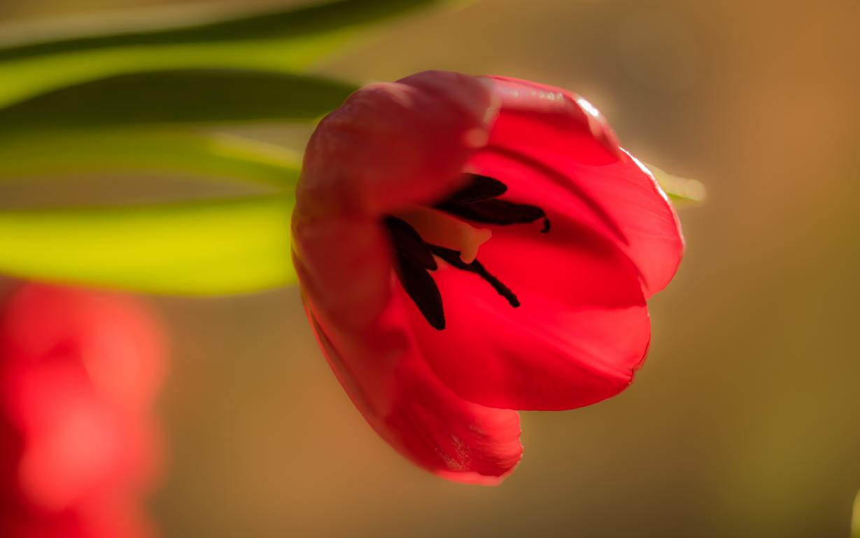 rote Tulpe - Christian Piernikarczyk www.foto-piernikarczyk.com